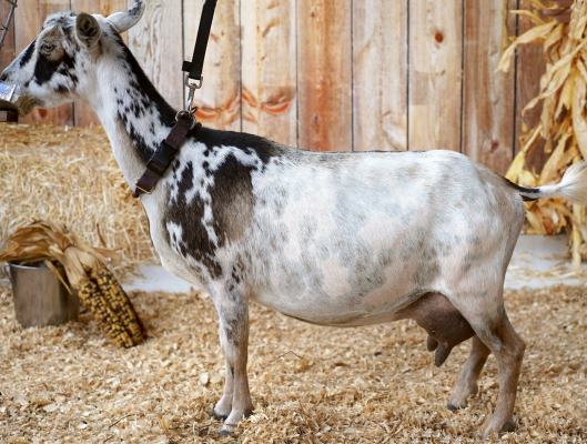 ADGA Award Wining Nigerian Dwarf Goats - A Better Way Farm And Goat Dairy