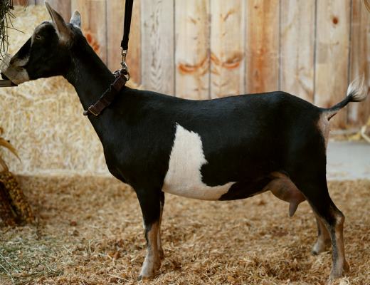 ADGA Award Wining Nigerian Dwarf Goats - A Better Way Farm And Goat Dairy