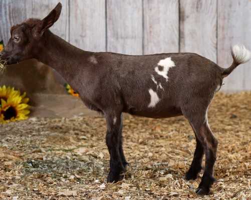 ADGA Award Winning Nigerian Dwarf Goats - A Better Way Farm And Goat Dairy
