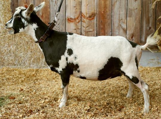 ADGA Award Wining Nigerian Dwarf Goats - A Better Way Farm And Goat Dairy