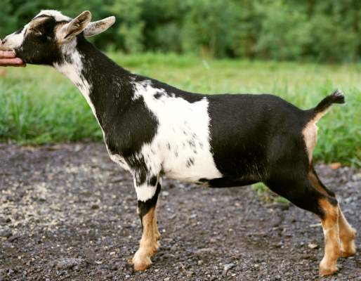 ADGA Award Wining Nigerian Dwarf Goats - A Better Way Farm And Goat Dairy