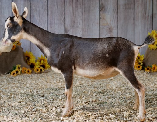 ADGA Award Winning Nigerian Dwarf Goats - Our Herd - The Does