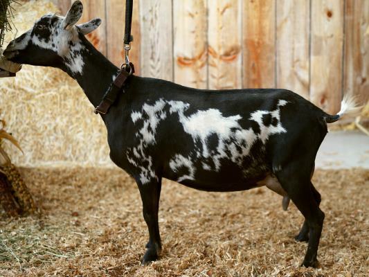 ADGA Award Wining Nigerian Dwarf Goats - A Better Way Farm And Goat Dairy