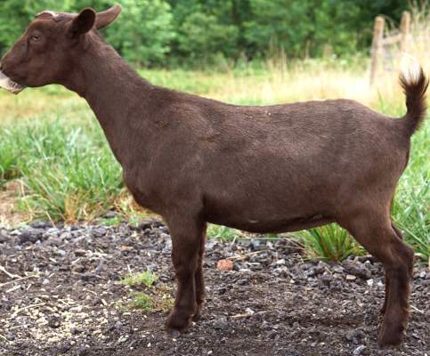 ADGA Award Wining Nigerian Dwarf Goats - A Better Way Farm And Goat Dairy