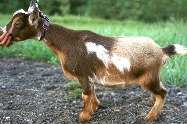 ADGA Award Wining Nigerian Dwarf Goats - A Better Way Farm And Goat Dairy