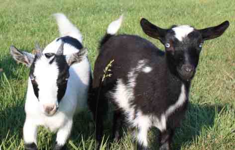 Goat Housing Needs and requirements. How to shelter and house goats